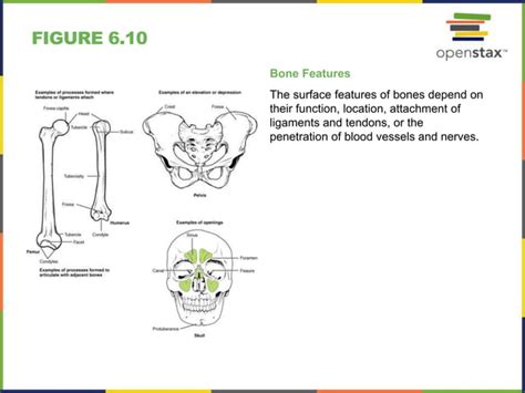 Open Stax Anatomy Physiology Ch PPTX
