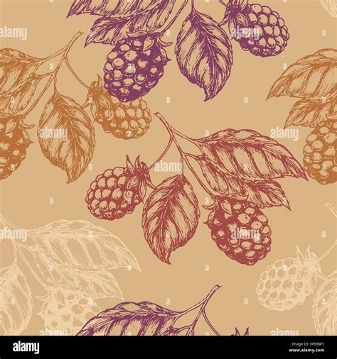 Blackberry Stock Vector Images Alamy