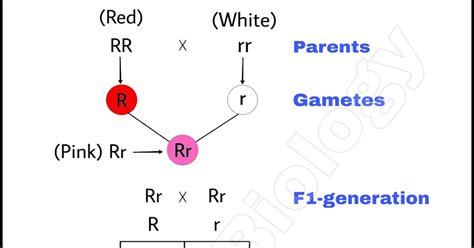 Incomplete Dominance Class Biology