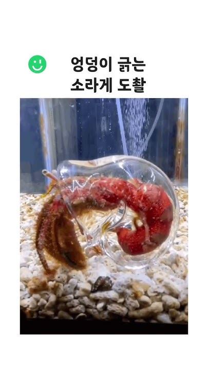 엉덩이가 가려운 소라게ㅋㅋㅋㅋㅋ Youtube