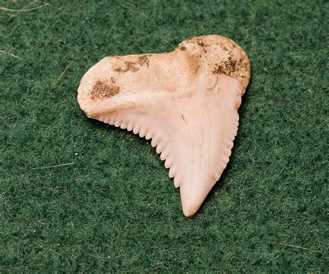 Snaggletooth Shark Member Collections The Fossil Forum