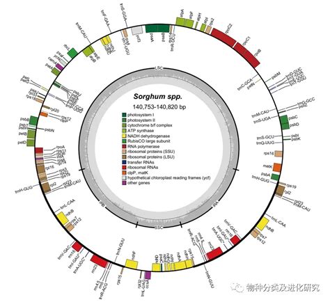 植物线粒体基因组 高粱野生和栽培品系中线粒体基因组结构变异与驯化历史和质体基因组进化的关系 知乎