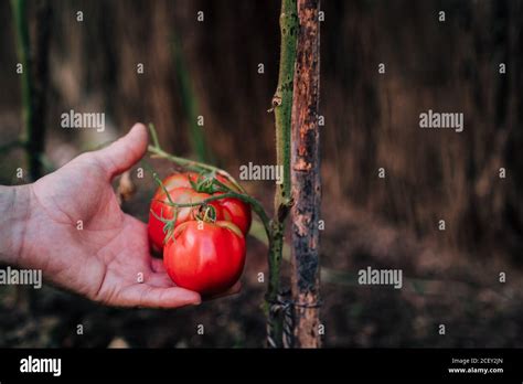 Crop Anonymous Gardener Picking Ripe Red Eco Tomatoes From Green Plant While Harvesting