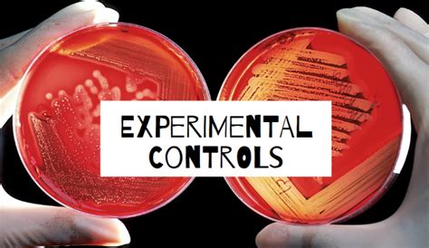 What An Experimental Control Is And Why Its So Important Science Trends