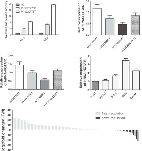 Lncrna Hotair Rs920778 Snp T Variant Allele Exhibits Enhanced Enhancer