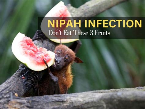 Nipah Virus 3 Fruits You Should Avoid Completely During The Outbreak Nipah Virus 3 Fruits You Should Avoid Completely During The Outbreak