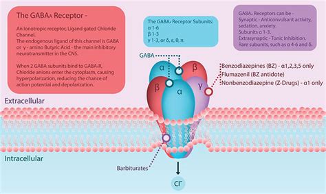 Gaba A Receptor