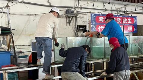 八斗子買帝王蟹卻發臭 基市府開鍘撤銷營業