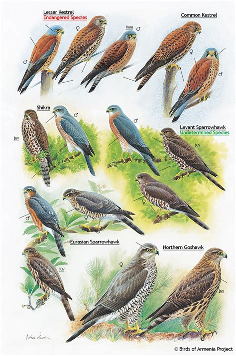 Goshawk Vs Sparrowhawk