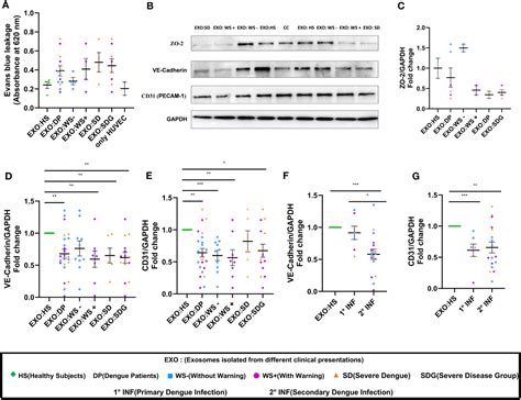 Frontiers Platelet Derived Exosomes Disrupt Endothelial Cell