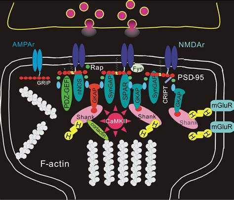 Post Synaptic Density