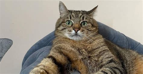 У Каннах кіт Степан із Харкова здобув нагороду для блогерів Новости Section Ukr Net