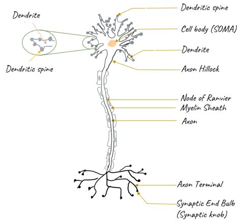 Neuro Science Sharetechnote