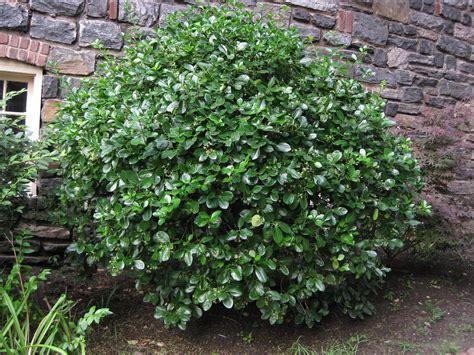 Euonymus Kiautschovicus Manhattan Manhattan Euonymus P Flickr