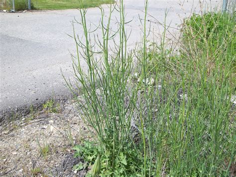 Rush Skeletonweed Invasive Species Council Of British Columbia