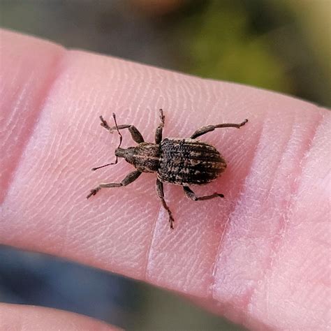 Darkbeetle On Tumblr