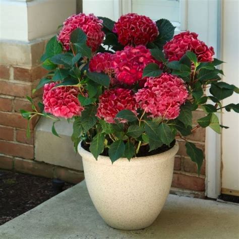 Hydrangea Red Sensation Hydrangea Macrophylla Red Sensation Buy Online
