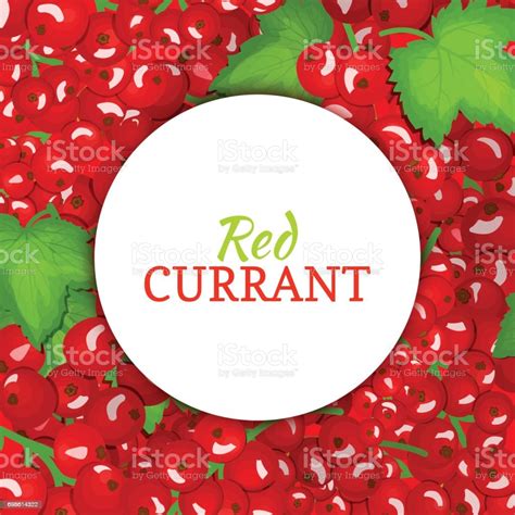 잘 익은 붉은 건포도 배경에 라운드 흰색 레이블입니다 벡터 카드 그림입니다 포장 디자인 식품 주스 잼 아이스크림 스무디 해독 화장품 크림을 위한 빨간 베리 신선 하 고