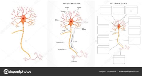 Neuron Nerve Cell Anatomy Colorful Illustration Labeled Unlabeled
