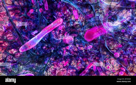 Spherical Bacteria And Rod Shaped Bacteria Inside Biofilm Illustration A Biofilm Is A Colony