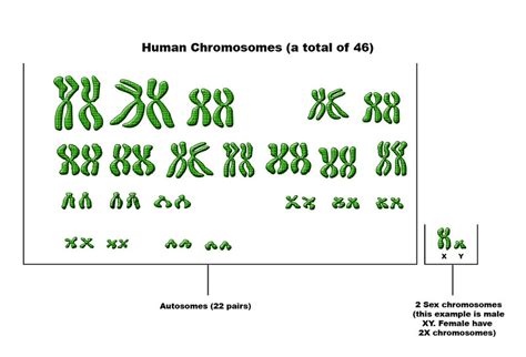 Fragile X Genetics And Inheritance