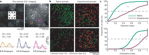 Direction Selectivity Of Cells In Visually Naive And Experienced Download Scientific Diagram