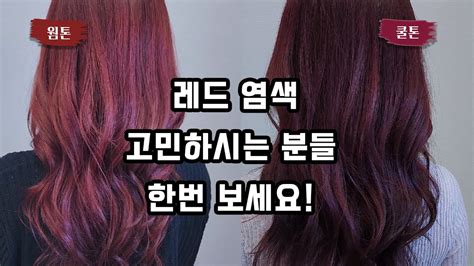 웜톤 레드염색 Vs 쿨톤 레드염색 🧑🏻‍🦰 탈색없이 레드 염색하기 Youtube