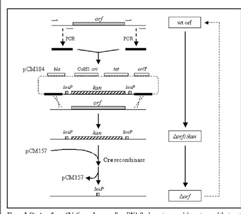 Figure 3 From Broad Host Range Cre Lox System For Antibiotic Marker Recycling In Gram Negative