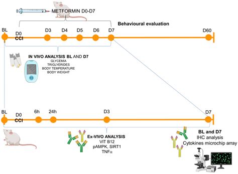Sex Differences In Neuropathy The Paradigmatic Case Of Metformin