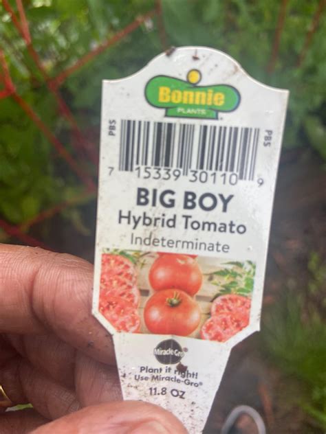 Plant Not Producing Rgardening