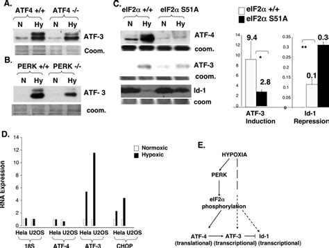 Atf 3 Is Induced In Hypoxic Cells Via The Unfolded Protein Response Download Scientific