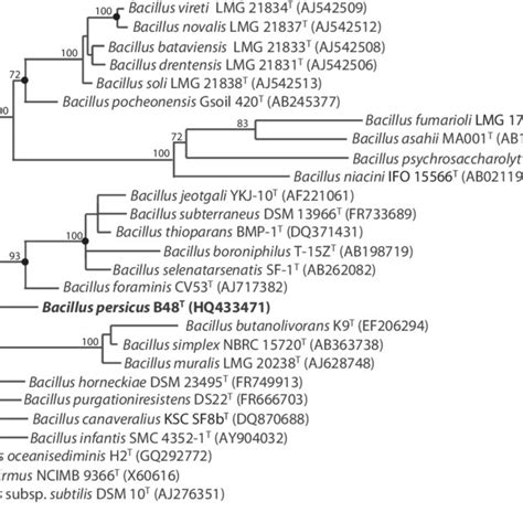 Phylogenetic Tree Based On The Maximum Parsimony Algorithm Of The 16s