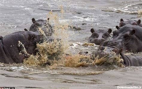 عکس اسب بچه اسب