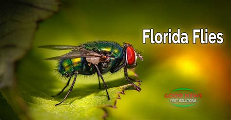 Florida Flies Part 1 Pest Control In Venice Fl Good News Pest Solutions