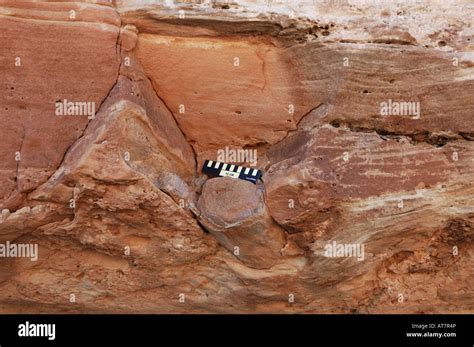 Fossil In Matrix Hi Res Stock Photography And Images Alamy