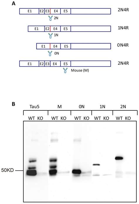 A Schematic Representation Of The Exon Structure Of The Mapt Locus