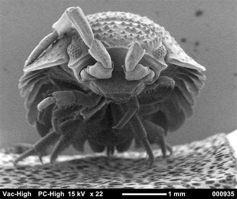 Sem Image Of The Week Pill Bug Midwood Science The Home Of Midwood Science Research