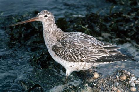 Bar Tailed Godwit Bird Sets World Record For Continuous Flight