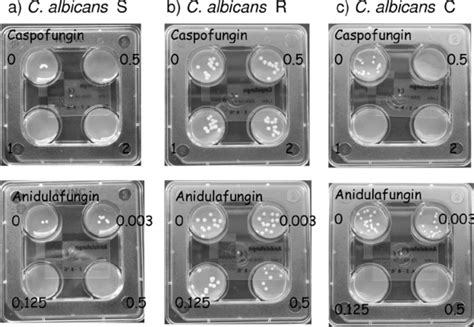 Agar Dilution Susceptibility Testing Repeated Testing Of C Albicans S Download Scientific