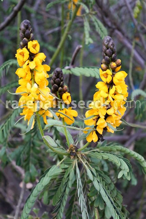 Senna Didymobotrya Popcorn Cassia Buy Seeds At