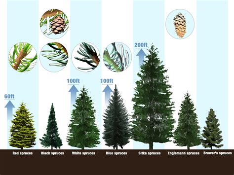 Evergreen Tree Identification By Shape