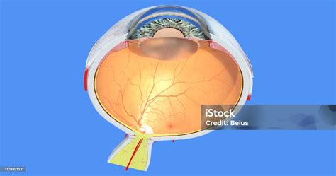 눈 해부학 동공 공막 홍채 각막 망막 코로이드 유리체 렌즈 근육 신경 황반 루테 시디스크 주요 부분을 보여주는 정확하고 매우 상세하고 사실적인 3d 그림 눈 신체 부분에