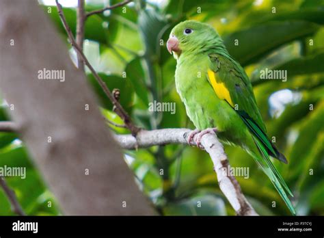 CorumbÁ Go 02012016 PÁssaro Maritaca Vista De Pássaro Maritaca Em Corumbá Foto Dudu