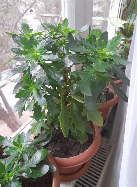 ეზოს მცენარეები რატომ არ ყვავილობს რით დავეხმარო Facebook