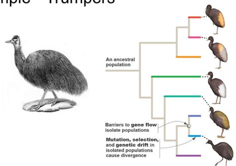 Speciation Flashcards Quizlet