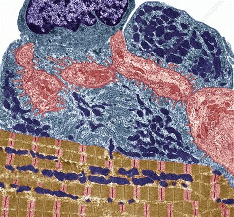 Neuromuscular Junction Tem Stock Image C051 0485 Science Photo