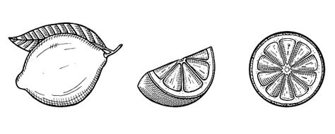 한 손으로 그린 레몬과 두 개의 레몬 조각이 흰색 배경에 분리되어 있습니다 채식 유기농 식품 벡터 그림입니다 슬라이스에 대한 스톡 벡터 아트 및 기타 이미지 Istock