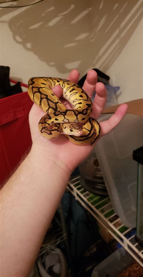 Firefly Clown Ball Python