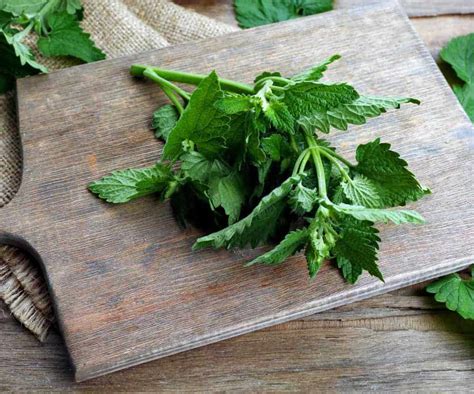 How To Make Iced Stinging Nettle Leaf Tea Steeped Street