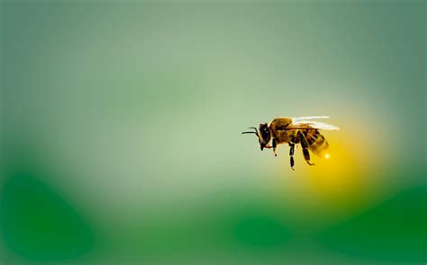 Garden Bee Types Identifying Species In Your Ecosystem